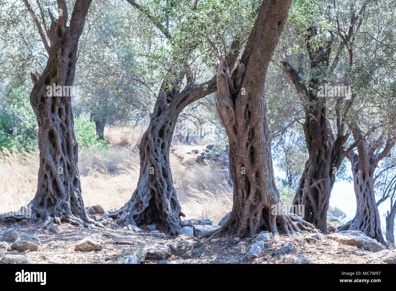 Wild olive trees on hi-res stock photography and images - Alamy