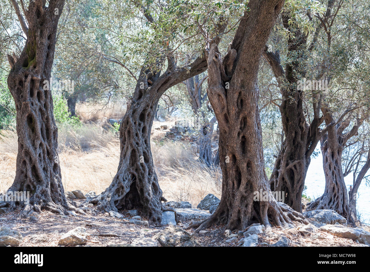 Olive trees turkey hi-res stock photography and images - Alamy