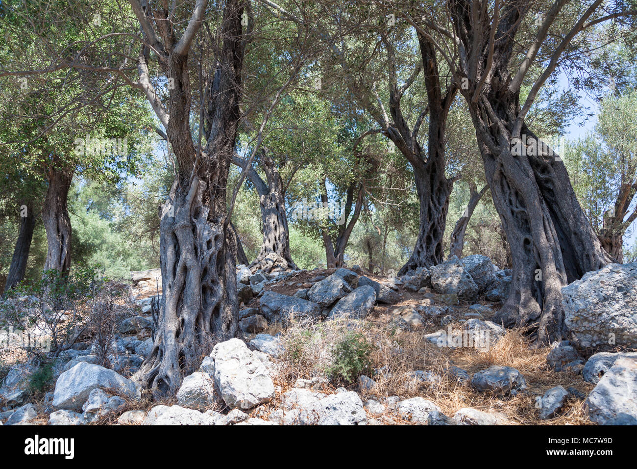 Wild olive trees on the island of Sideyri, Turkey Stock Photo - Alamy