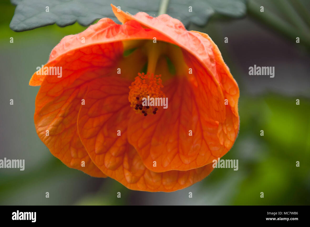 Evergreen orange shrub australia hi-res stock photography and images ...