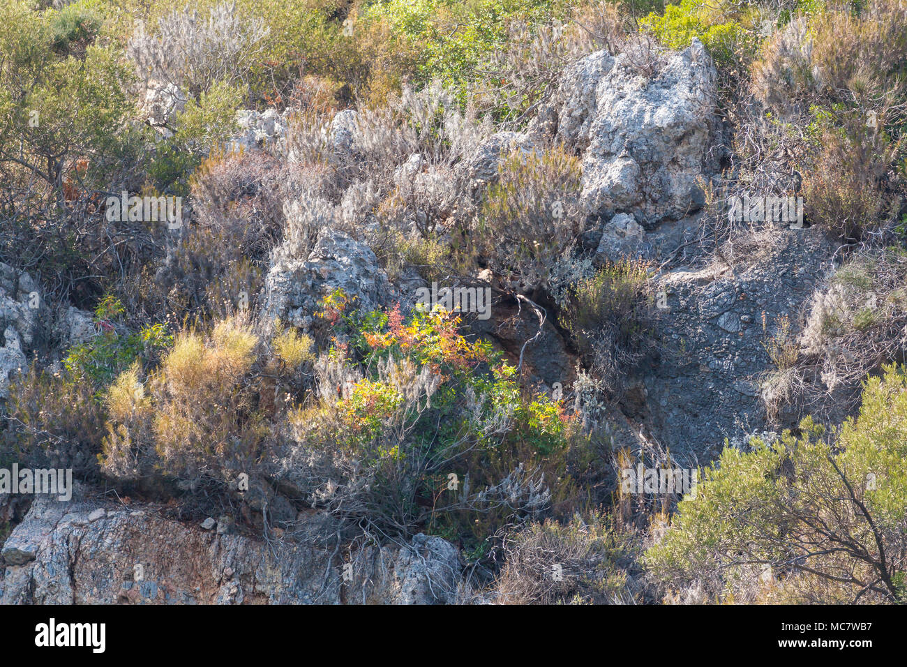 Vegetation on the slopes of the mountain coast in the vicinity of ...