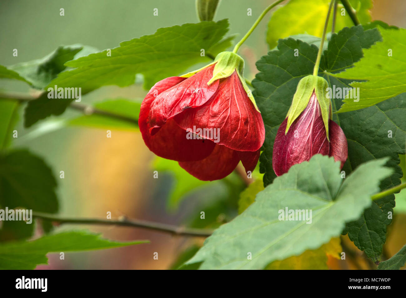 Sydney Australia, Chinese bell plant with red flowers Stock Photo - Alamy