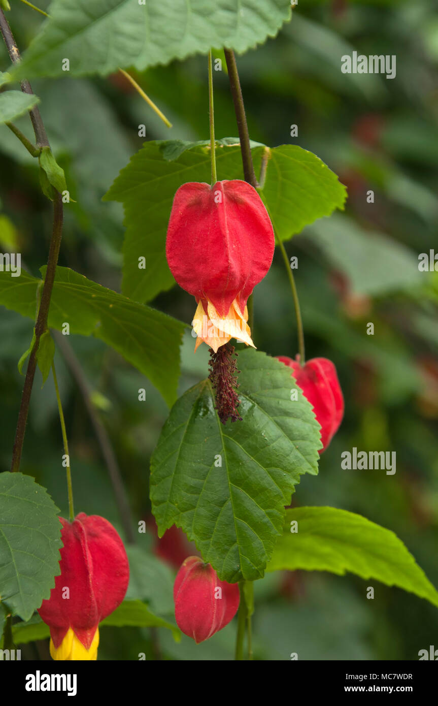 Sydney Australia, flowering Chinese lantern shrub close up Stock Photo ...
