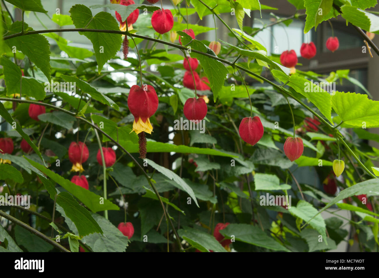 Sydney Australia, flowers along branches of Chinese lantern shrub Stock ...