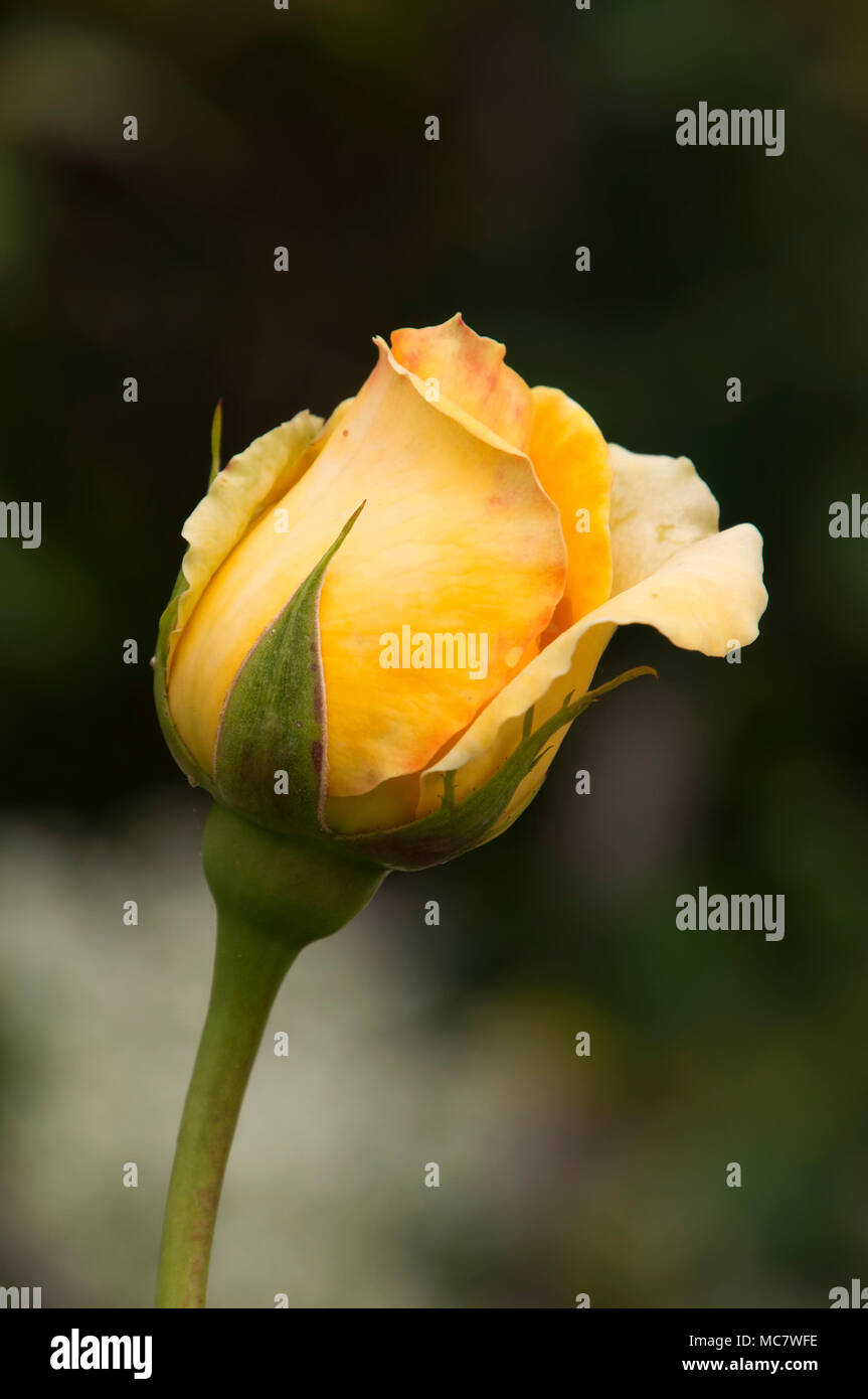 Hybrid power australia hi-res stock photography and images - Alamy