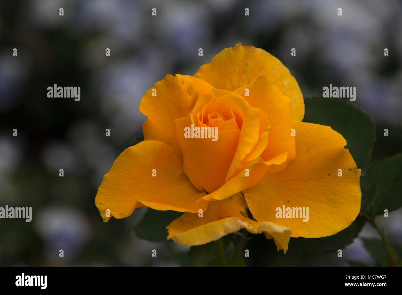 Sydney Australia, open yellow rose flower Stock Photo - Alamy