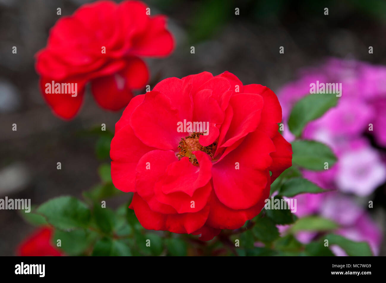 Dwarf Roses High Resolution Stock Photography and Images - Alamy
