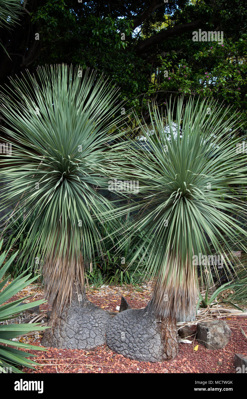 Spiky ball tree hi-res stock photography and images - Alamy