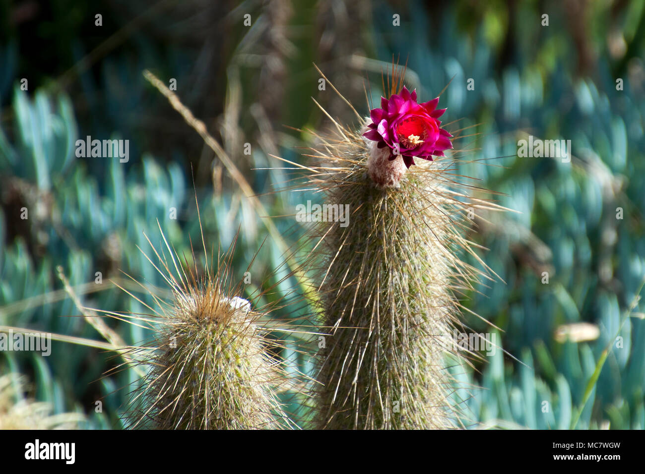 Sydney Australia, torch cactus with purple flowers and long spikes ...