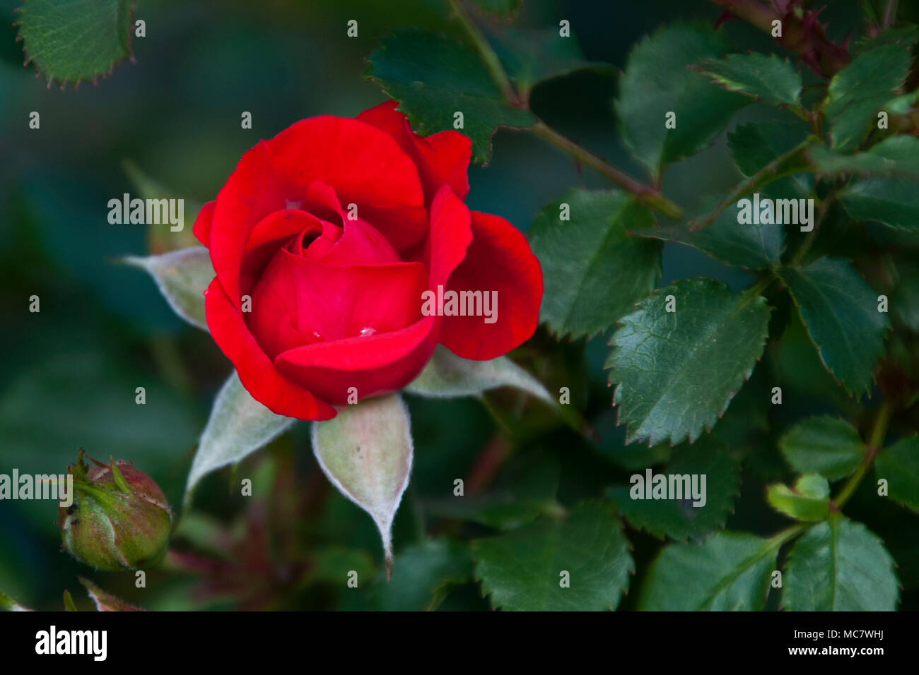 Sydney Australia, red Dwarf fairy rose bush with bud opening Stock ...