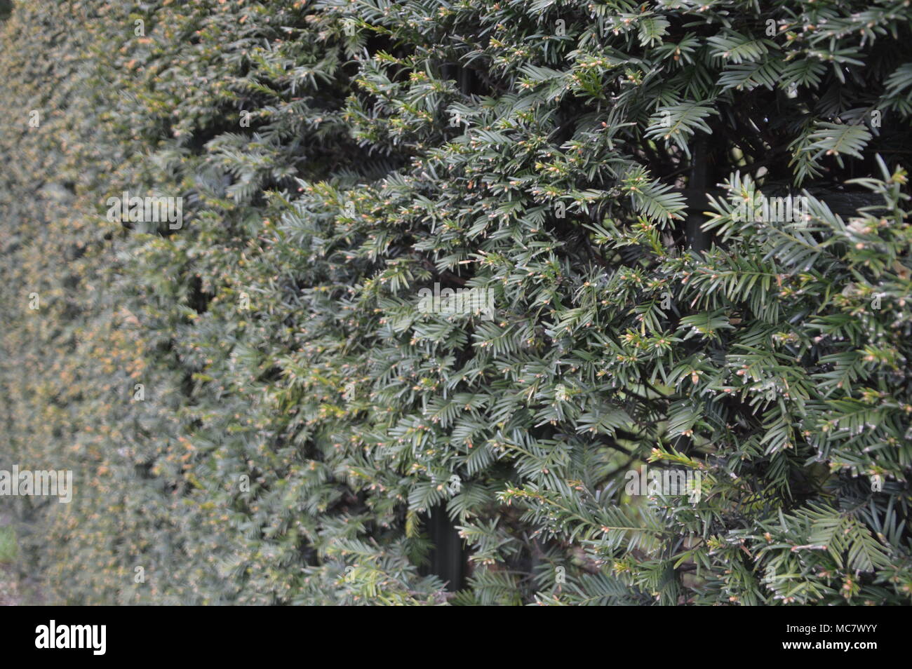 Close Up Of A Hedge Background Stock Photo - Alamy