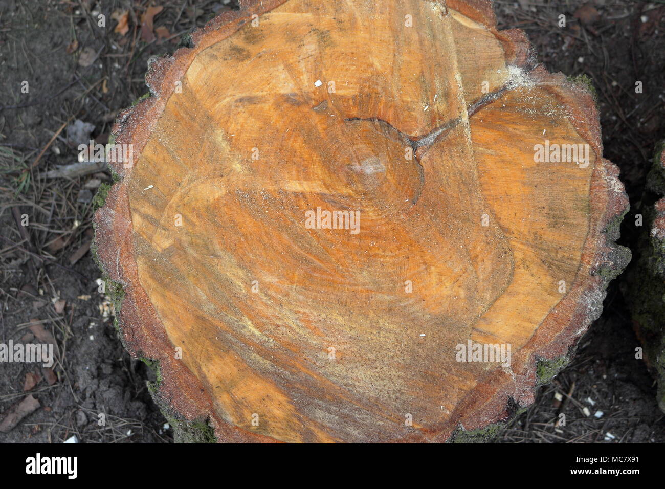 Polisy hi-res stock photography and images - Alamy