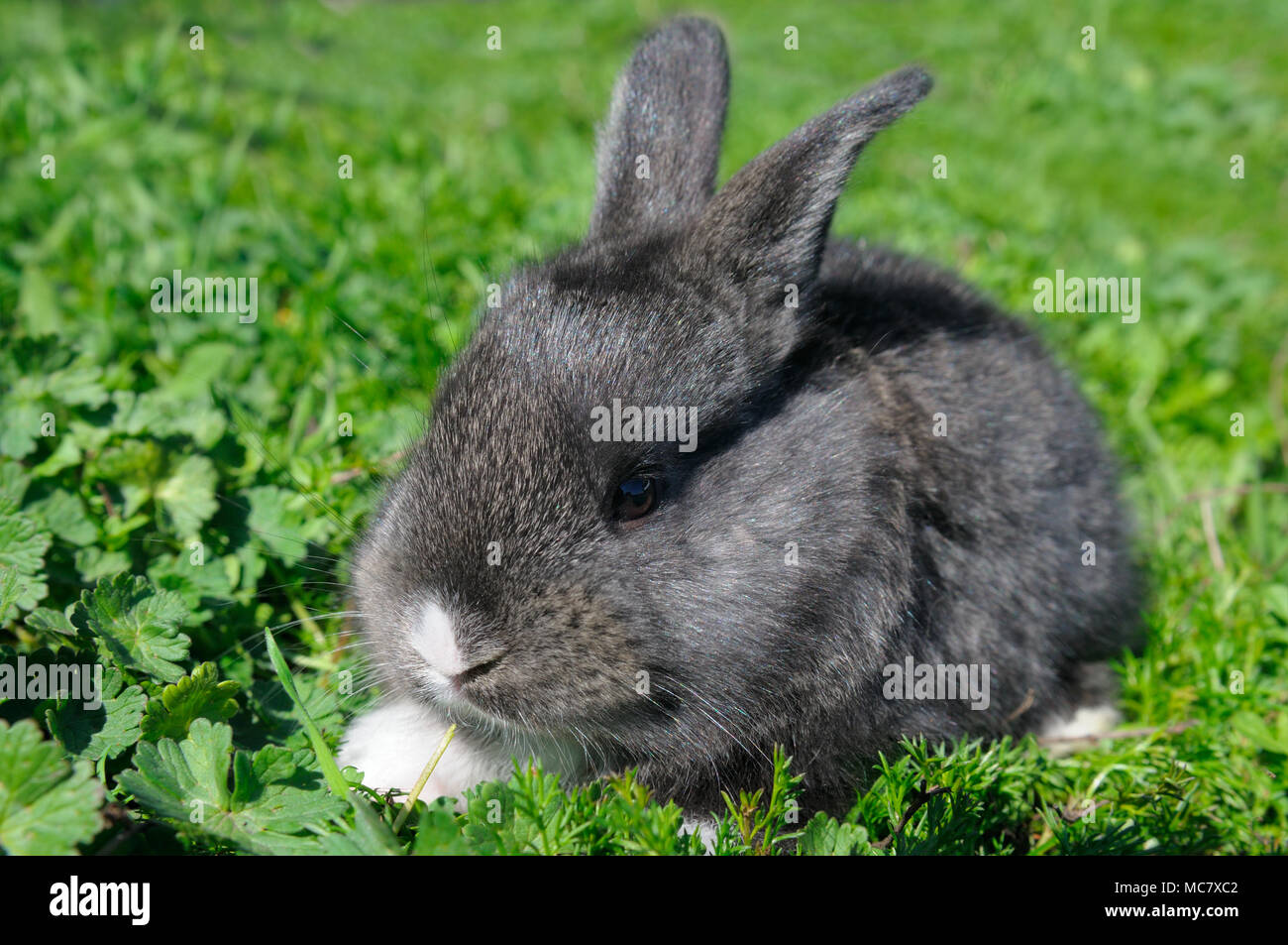 little rabbit on green grass background Stock Photo - Alamy