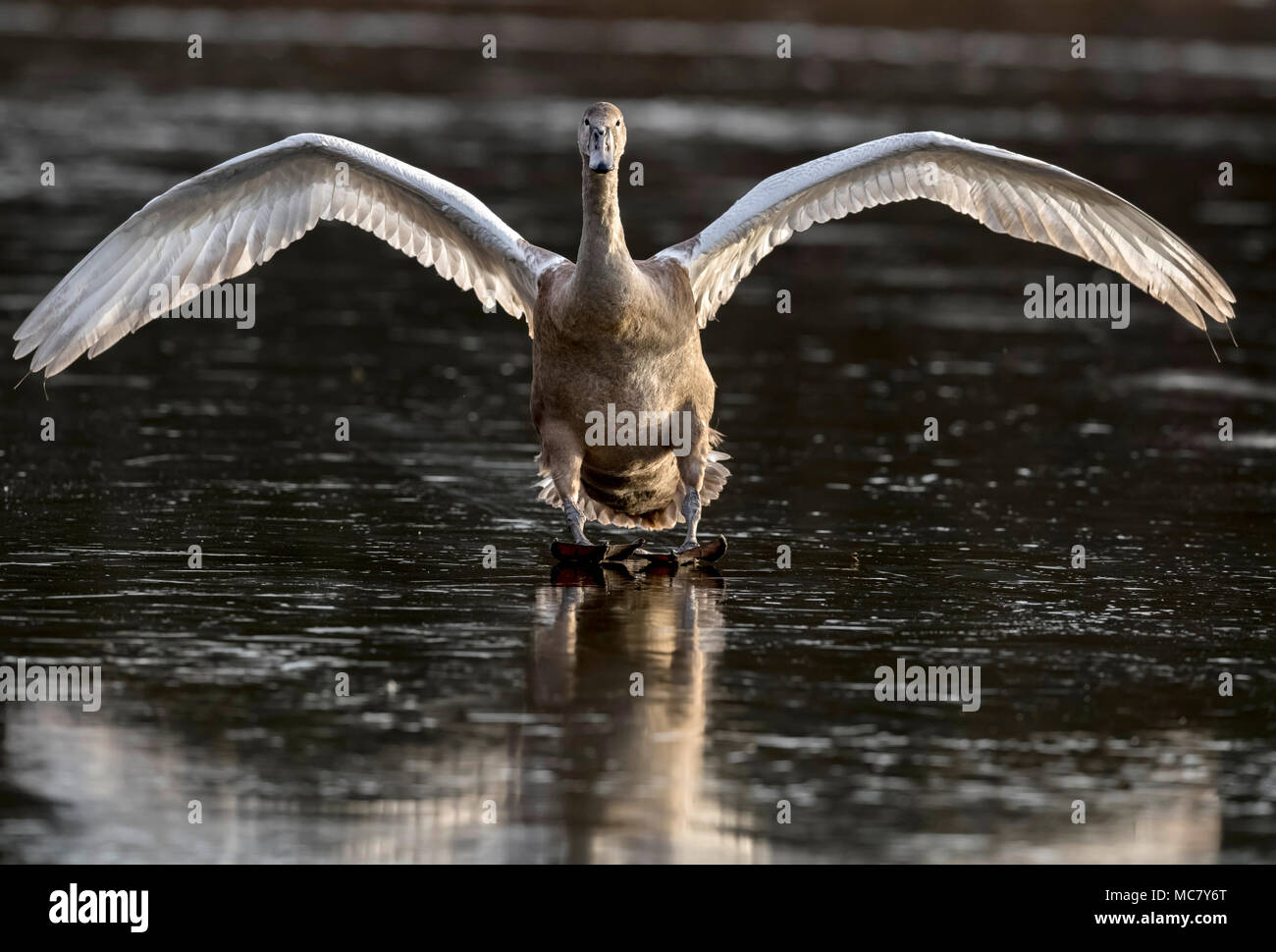 Mute Swan Cygnet, flying across a frozen pond, close up Stock Photo - Alamy