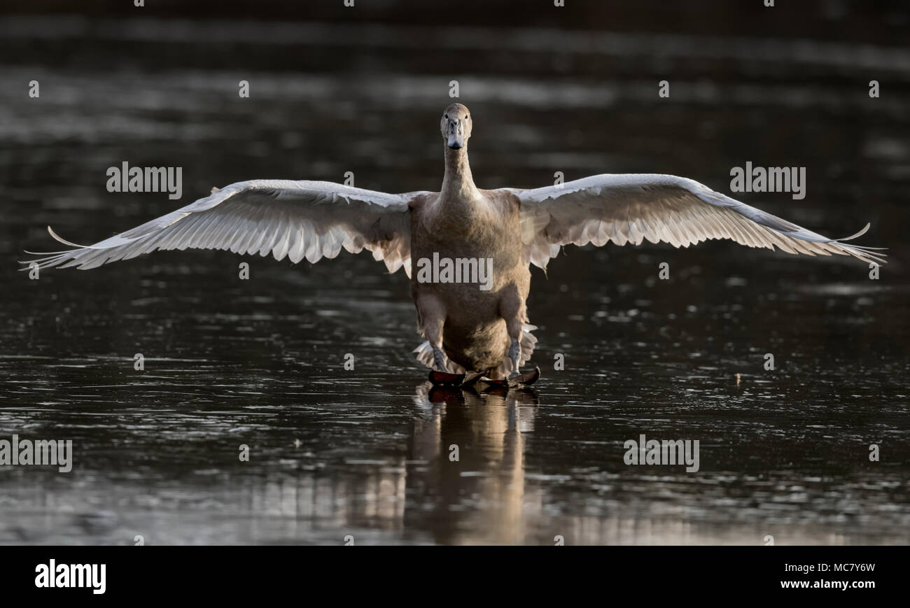 Mute Swan Cygnet, flying across a frozen pond, close up Stock Photo - Alamy