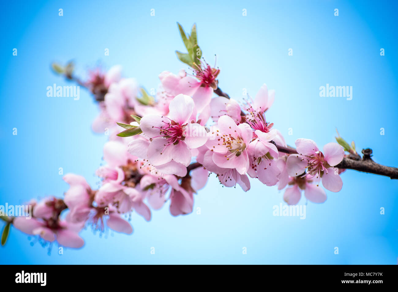 Peach blossom festival hi-res stock photography and images - Alamy