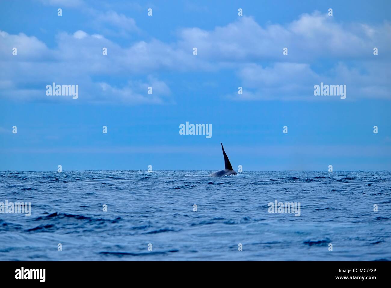 The biggest dorsal fin in the ocean Stock Photo - Alamy