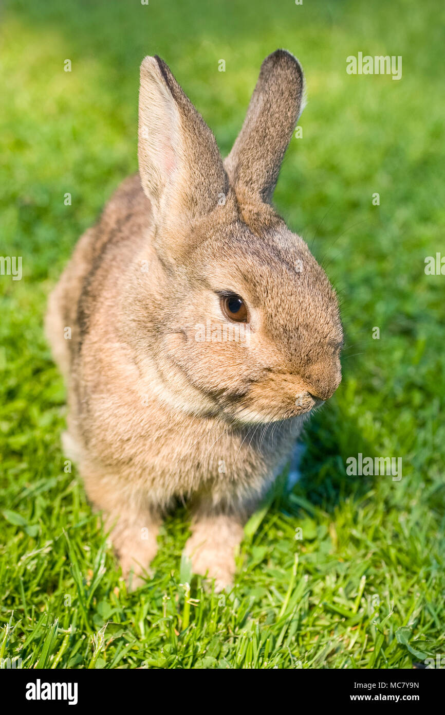 Lawn with rabbits hi-res stock photography and images - Alamy