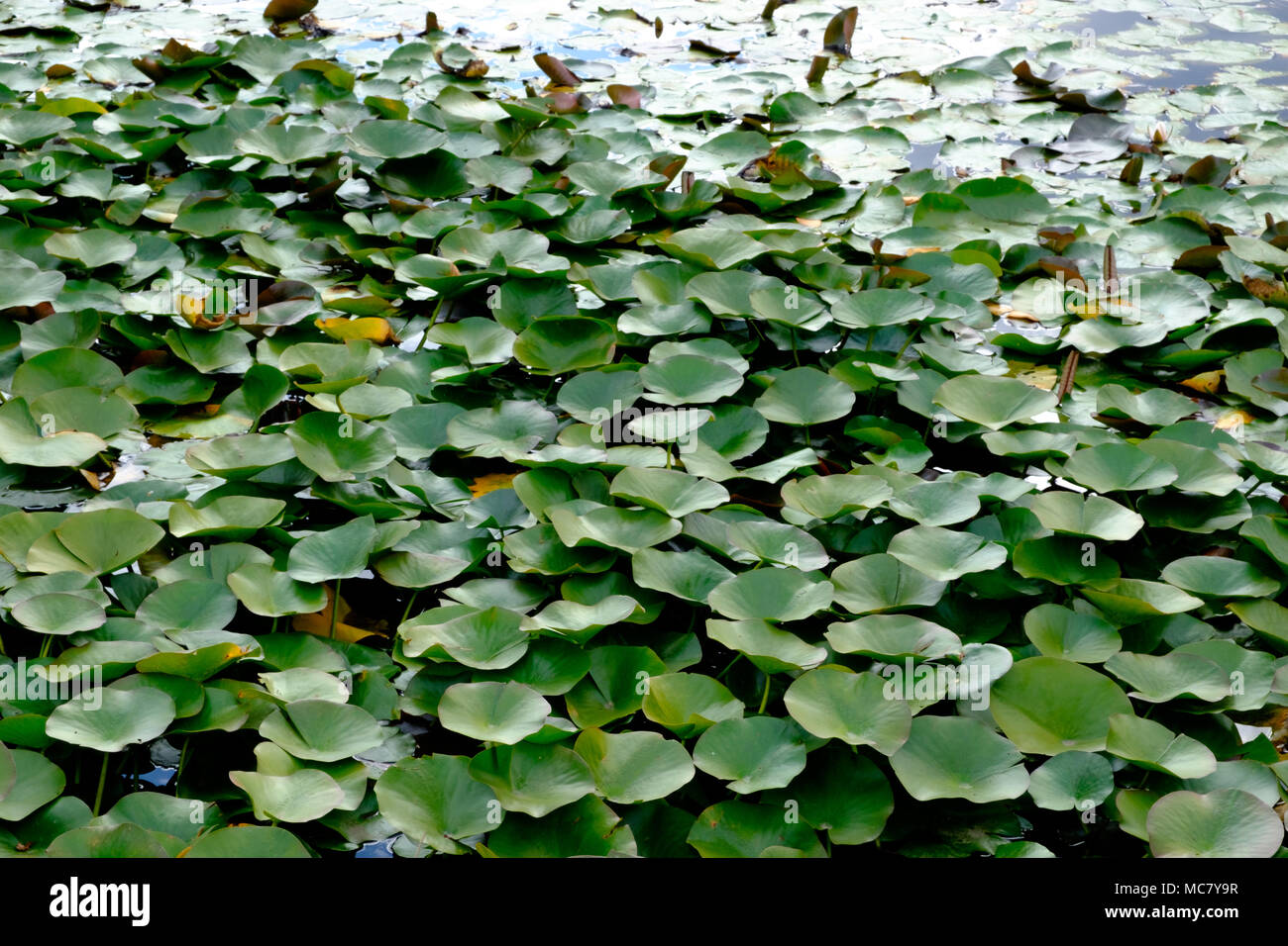 Water lilies in pond australia hi-res stock photography and images - Alamy
