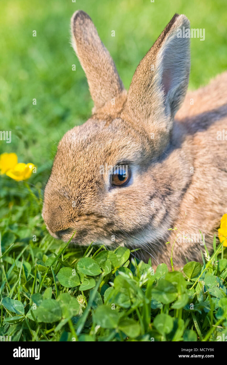 Cross bred rabbit hi-res stock photography and images - Alamy