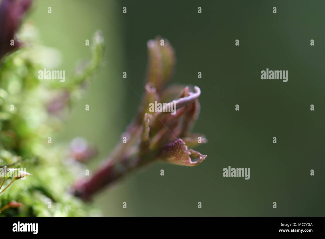 Sapling growth hi-res stock photography and images - Alamy