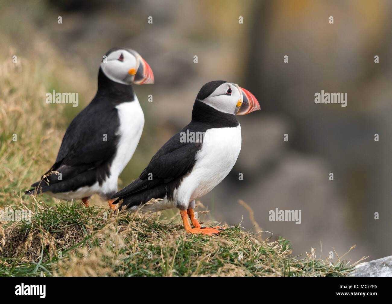 The Atlantic puffin, also known as the common puffin Stock Photo - Alamy