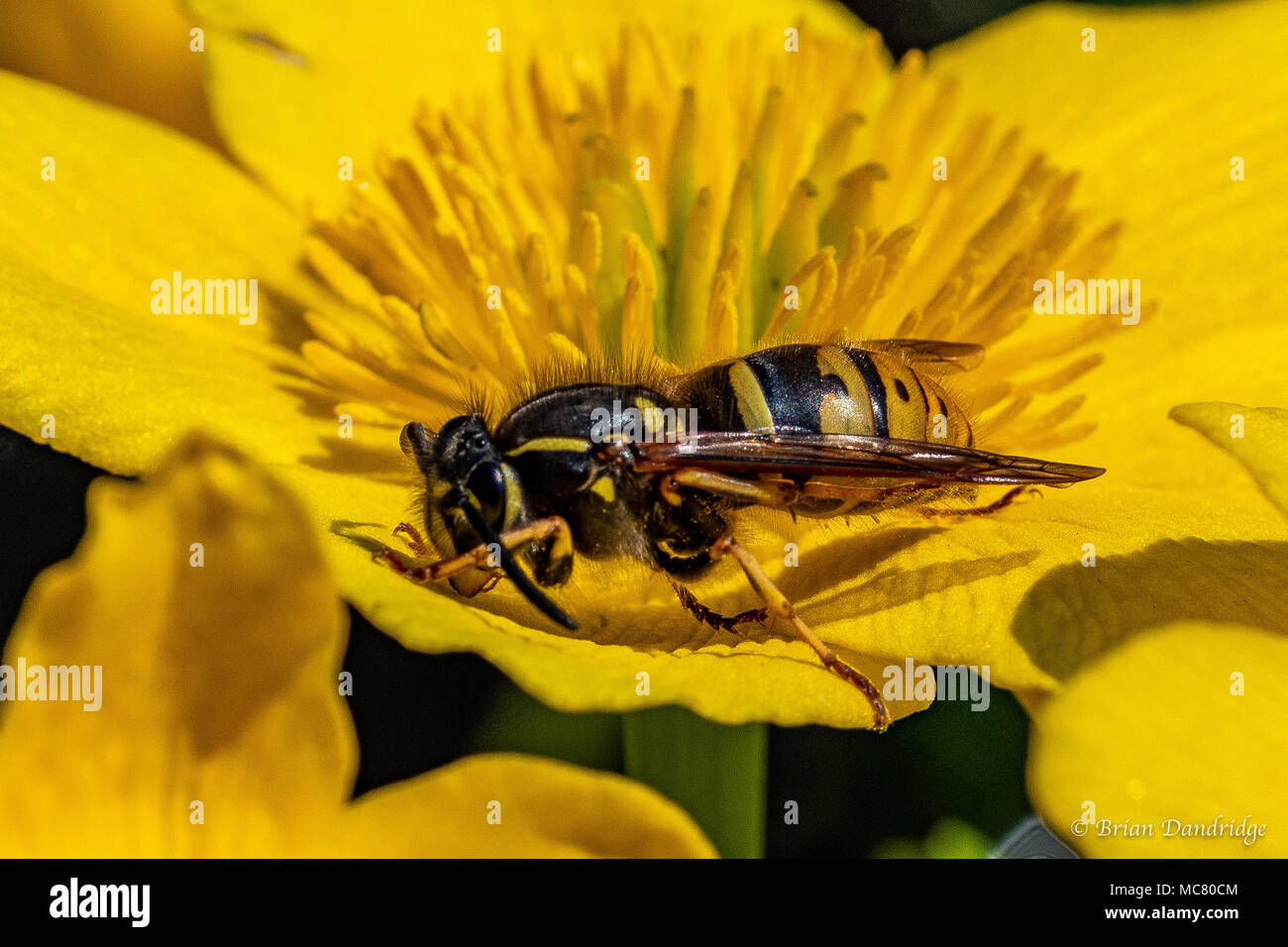 Queen wasp hi-res stock photography and images - Alamy