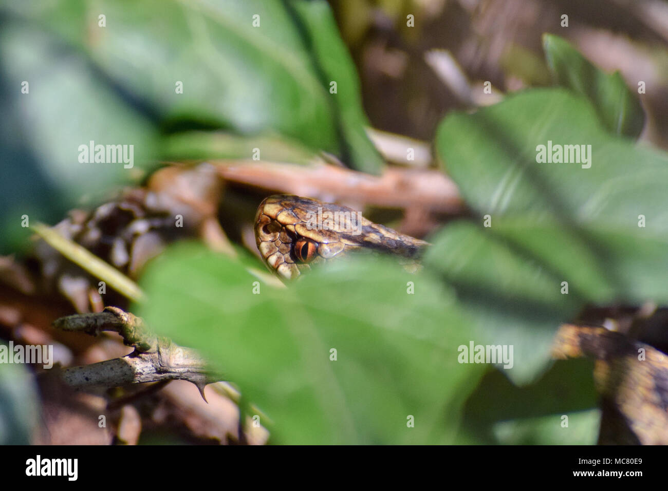 Venomous snake head hi-res stock photography and images - Alamy