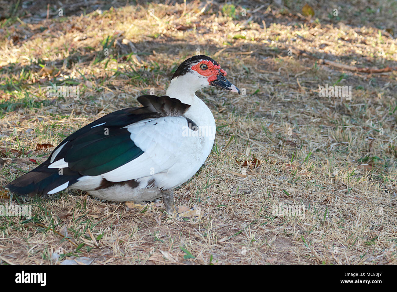 White duck red face hi-res stock photography and images - Alamy