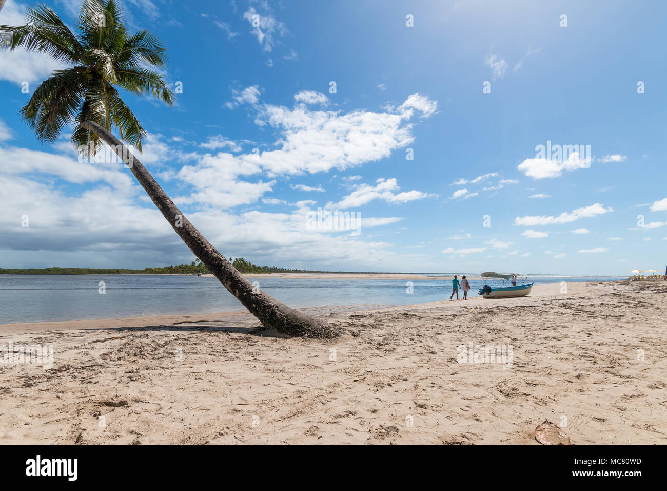 Boipeba island. Tropical landscape with lonely coconut tree on beach ...