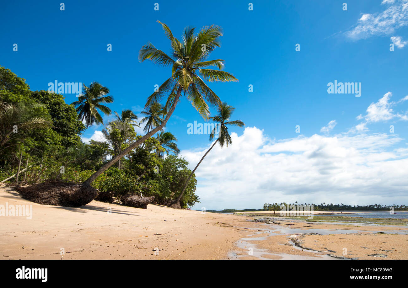 Boipeba island. Tropical landscape with deserted beach and coconut ...