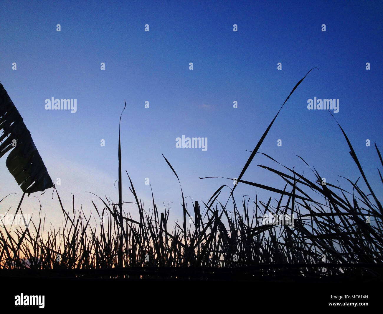 The sky and Last light after sunset at tropical wild. Photo shoot with ...