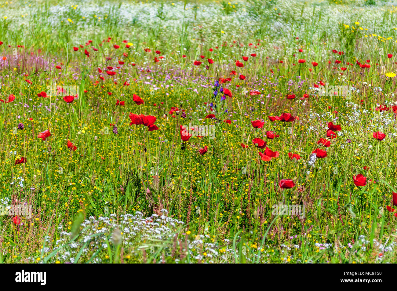 flowery meadow near the beach in a sunny day of spring Stock Photo - Alamy