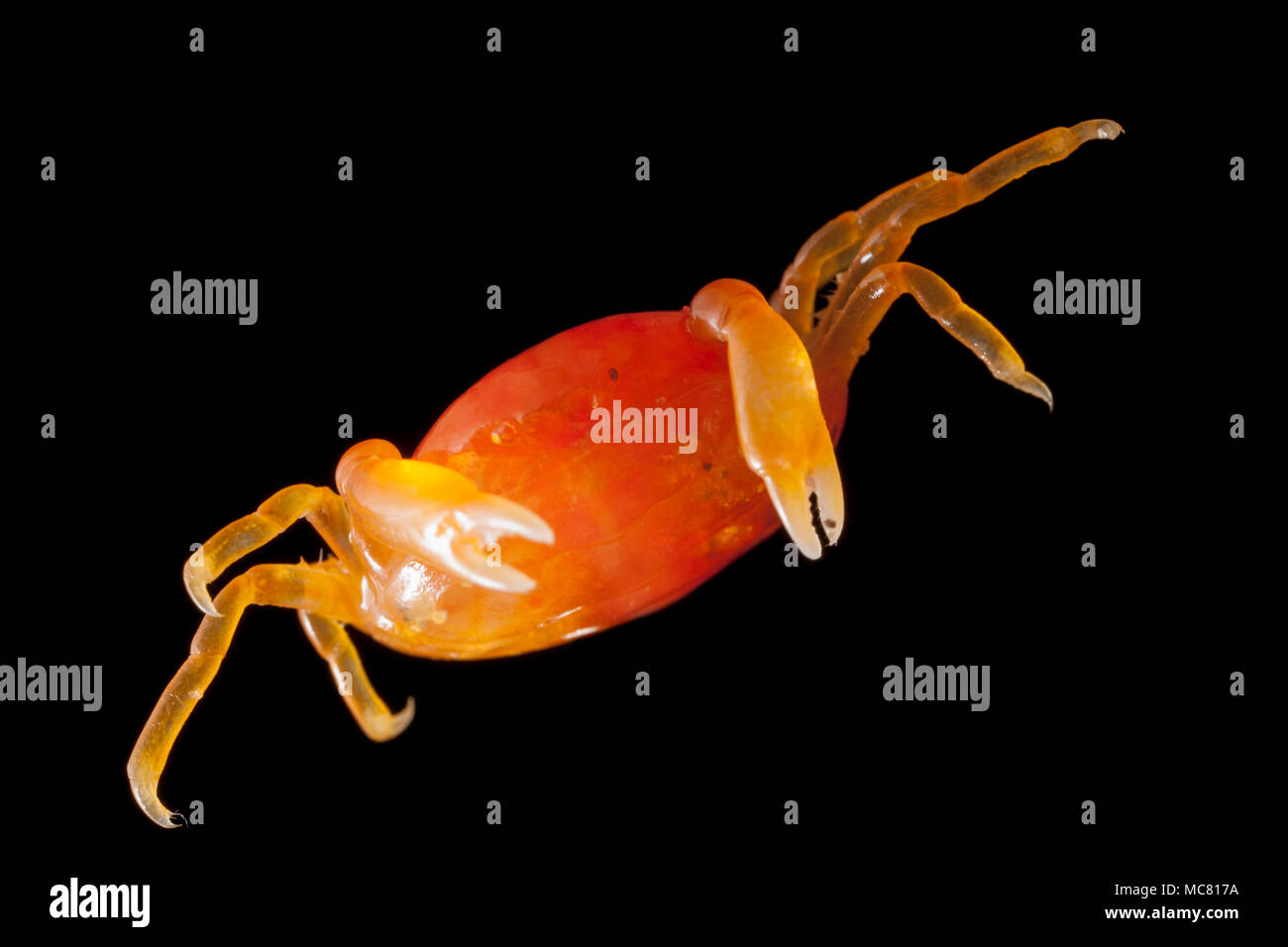 Pea crab hi-res stock photography and images - Alamy