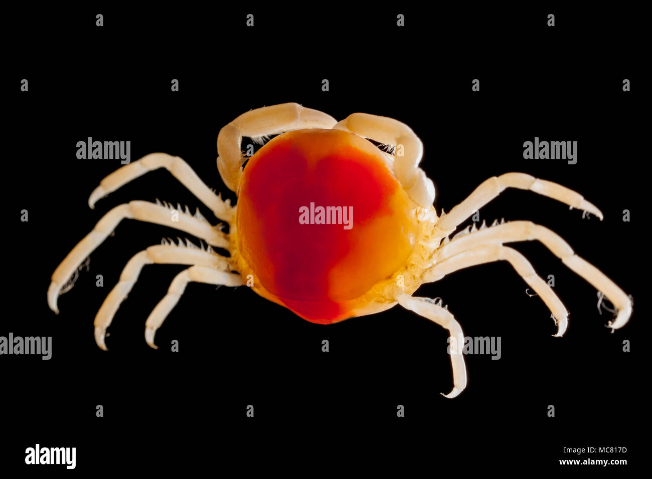 A female pea crab, Pinnotheres pisum, found living in a cockle ...