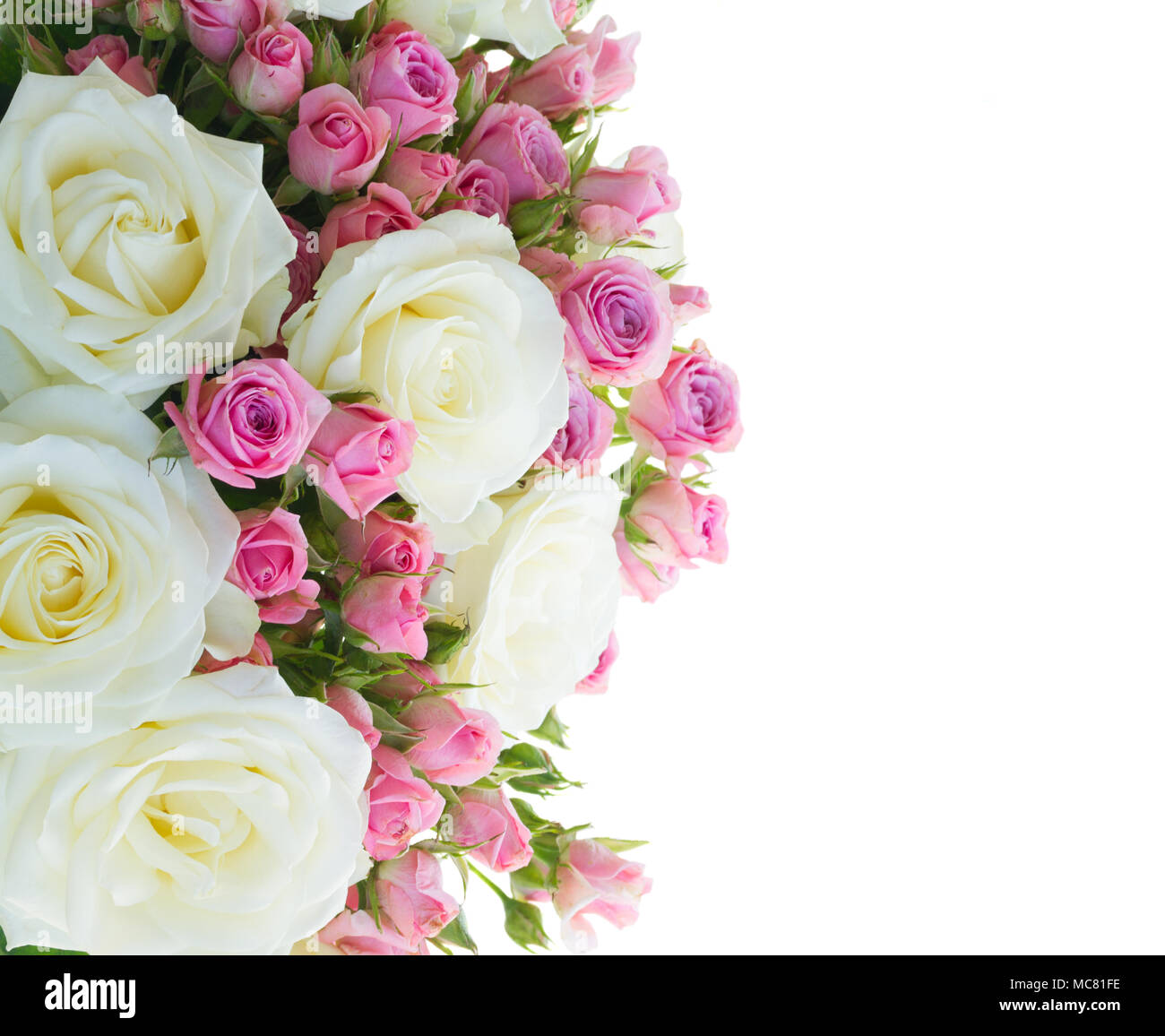 Pink and white rose flowers border isolated on white background Stock ...