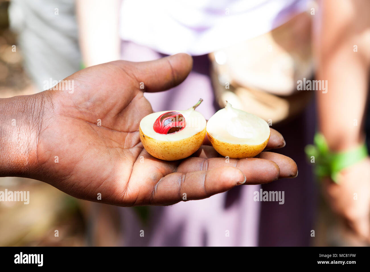 Nutmeg farmer hi-res stock photography and images - Alamy