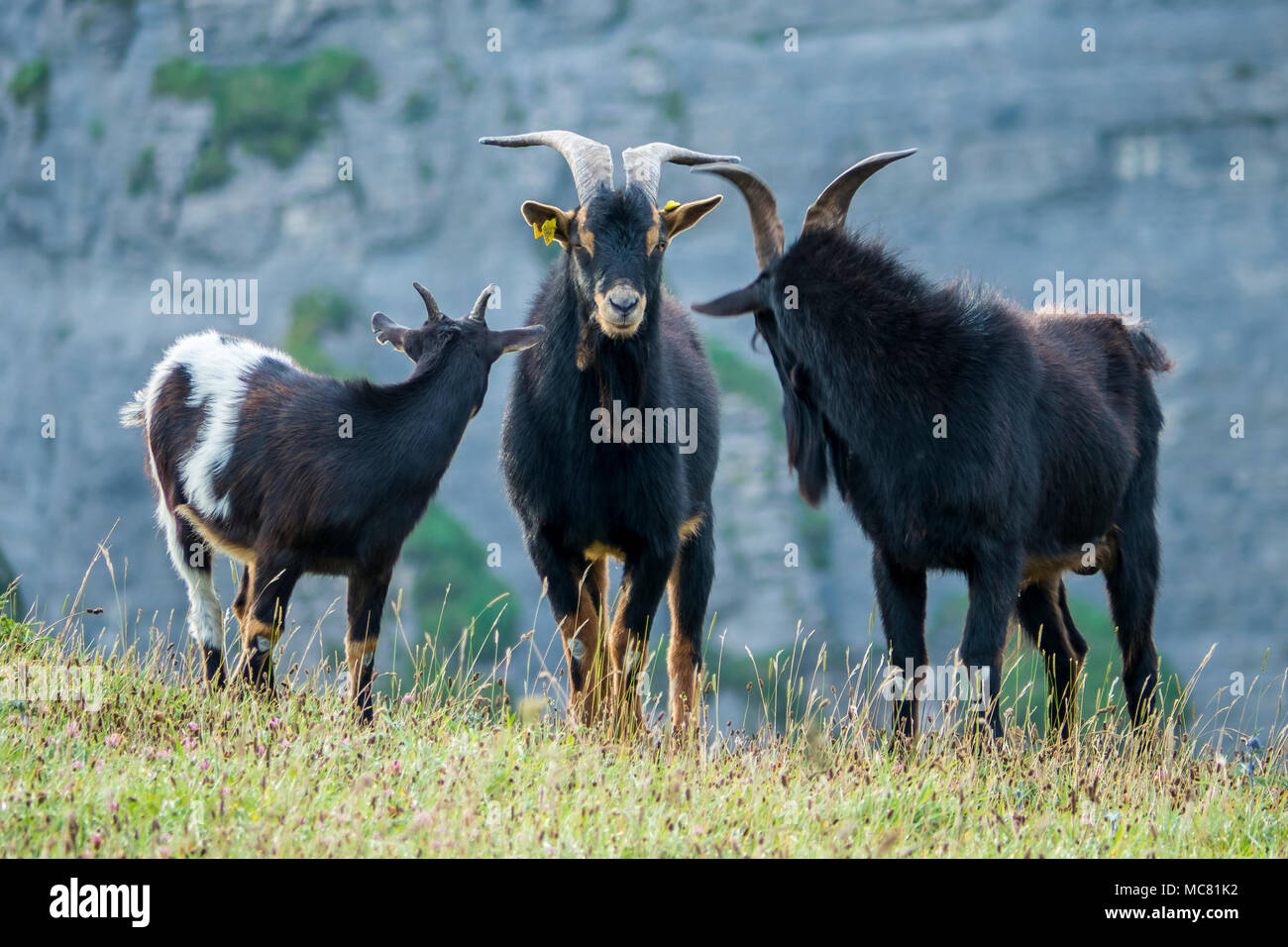set of goats in the field Stock Photo - Alamy