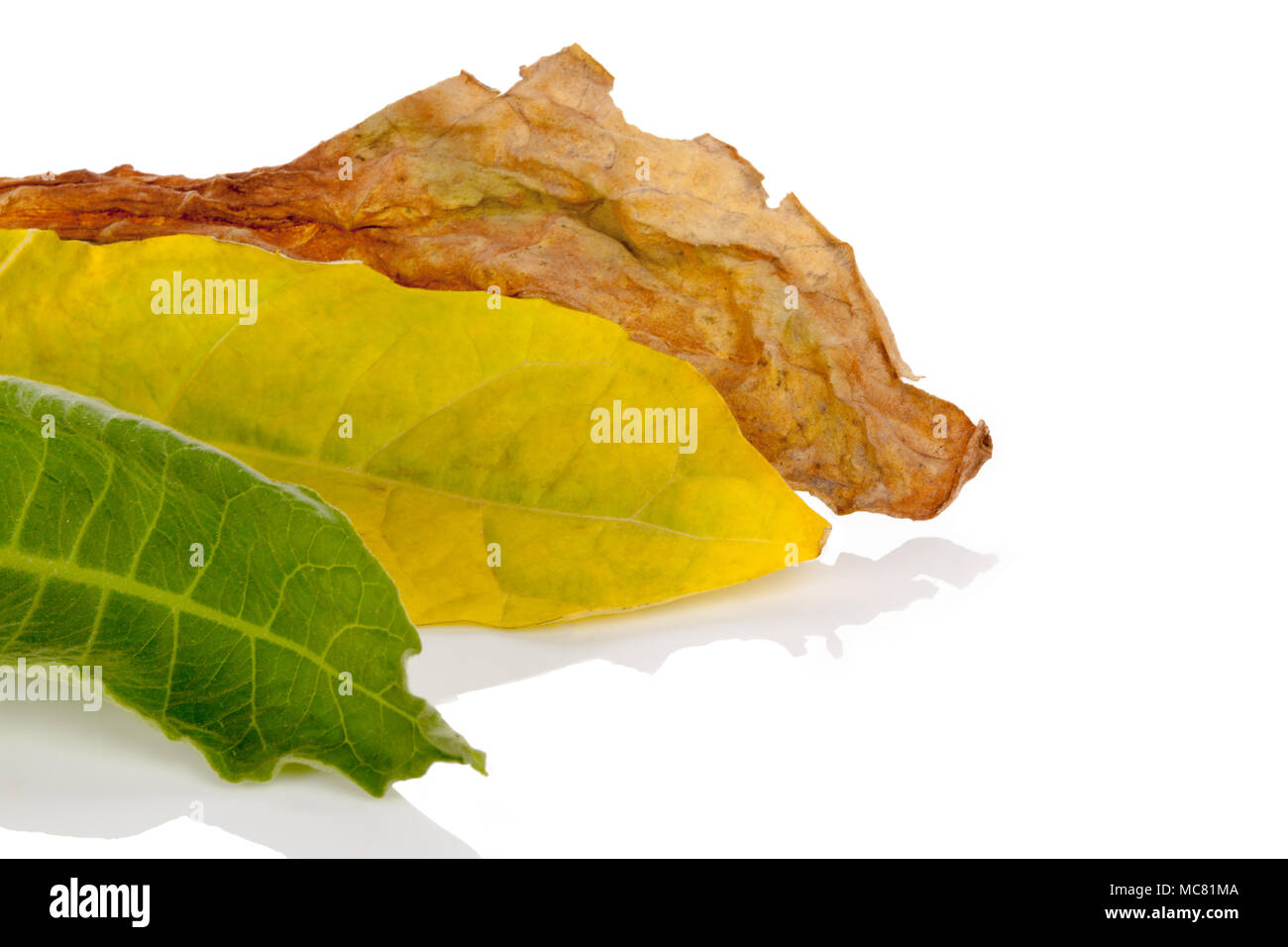 Fresh and dried tobacco leaves isolated on white background Stock Photo ...