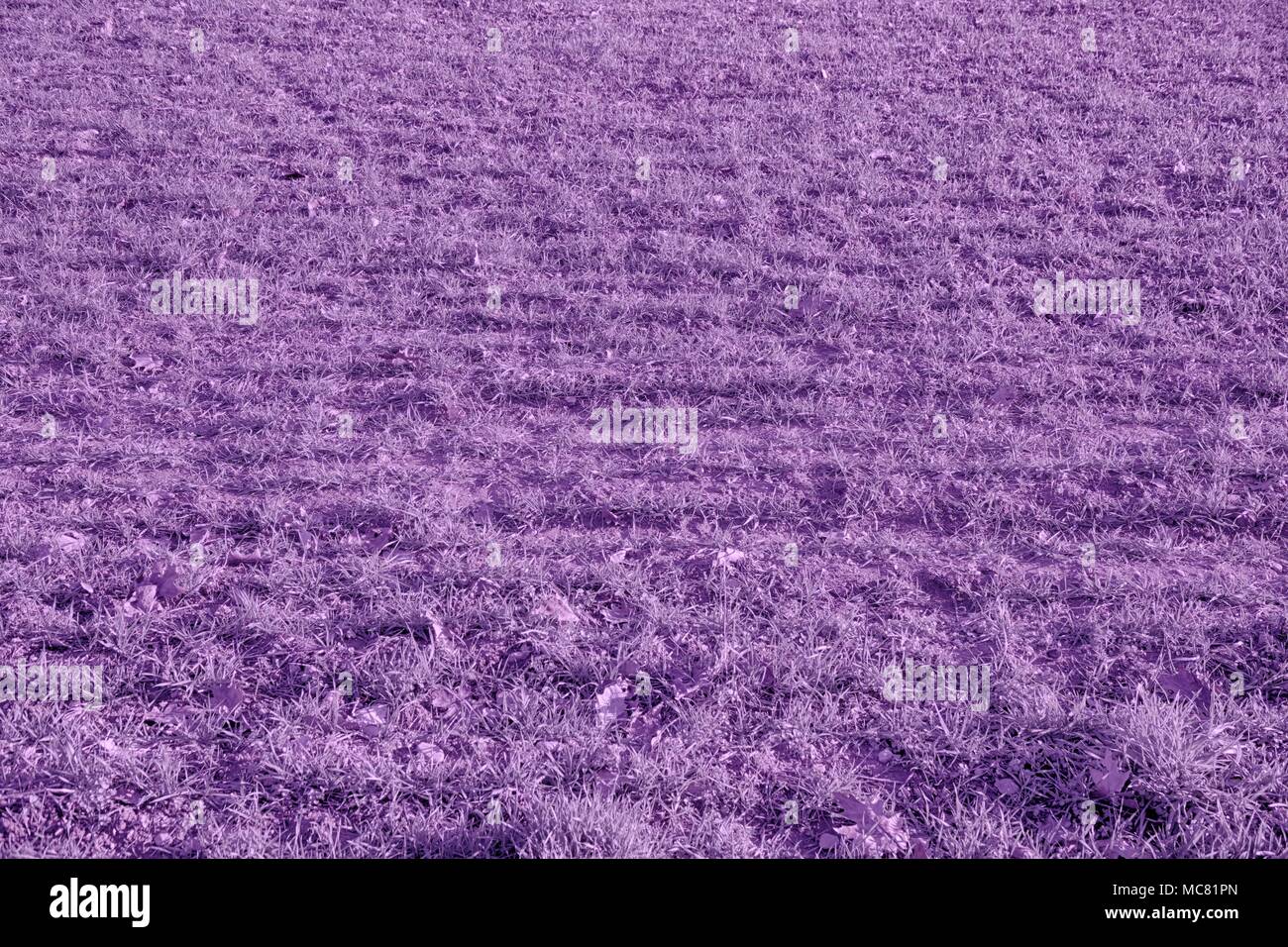 Ultra purple grass texture from a field in springtime, design details ...