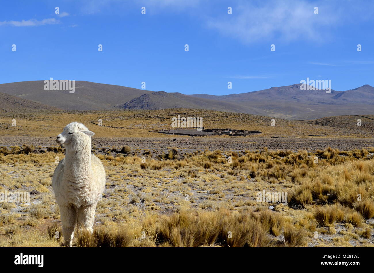 Alpaca Llama in Andes Mountains, Peru, South America Stock Photo - Alamy