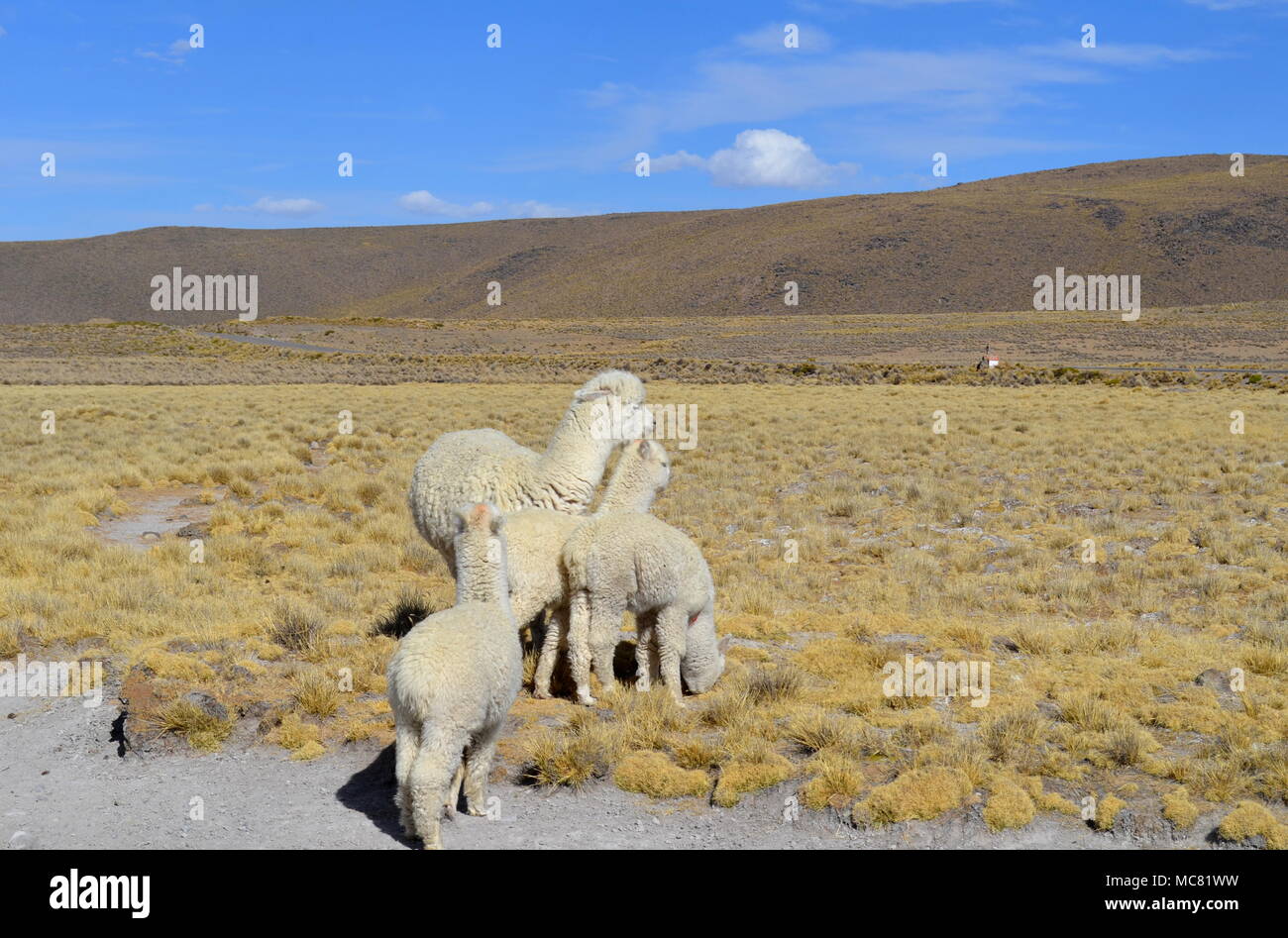 Family Alpaca Llama in Andes Mountains, Peru, South America Stock Photo ...