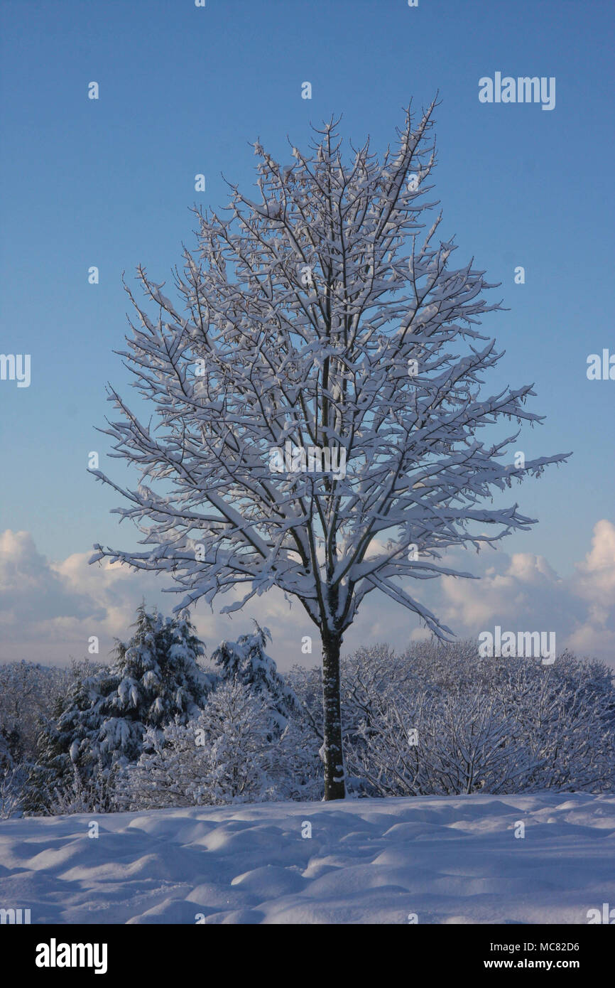 Snow covered trees and fields in Llanishen, Cardiff, South Wales, UK ...