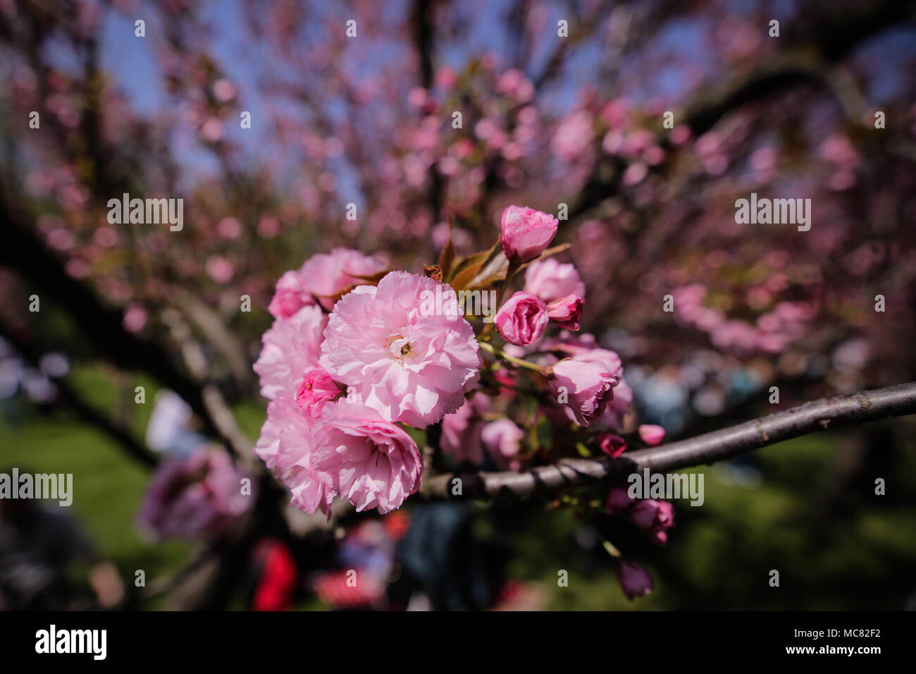 Close up cherry tree hi-res stock photography and images - Alamy