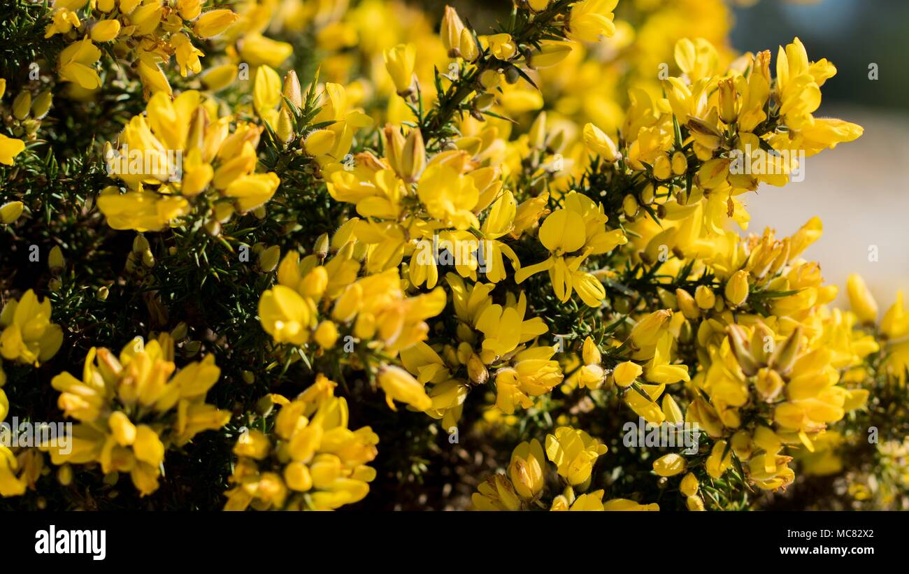 Coronilla valentina seed hi-res stock photography and images - Alamy