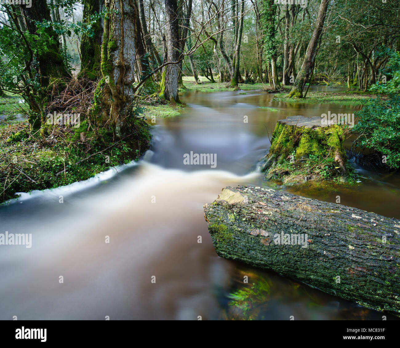 Stream forest river tree flow fallen hi-res stock photography and ...