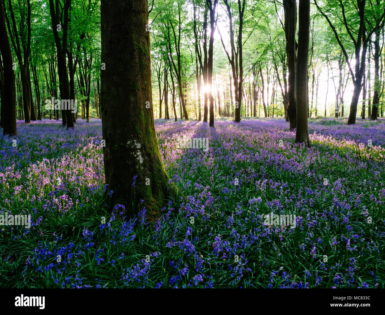 Beautiful low angle sunlight in a Bluebell Forest in Hampshire Stock ...