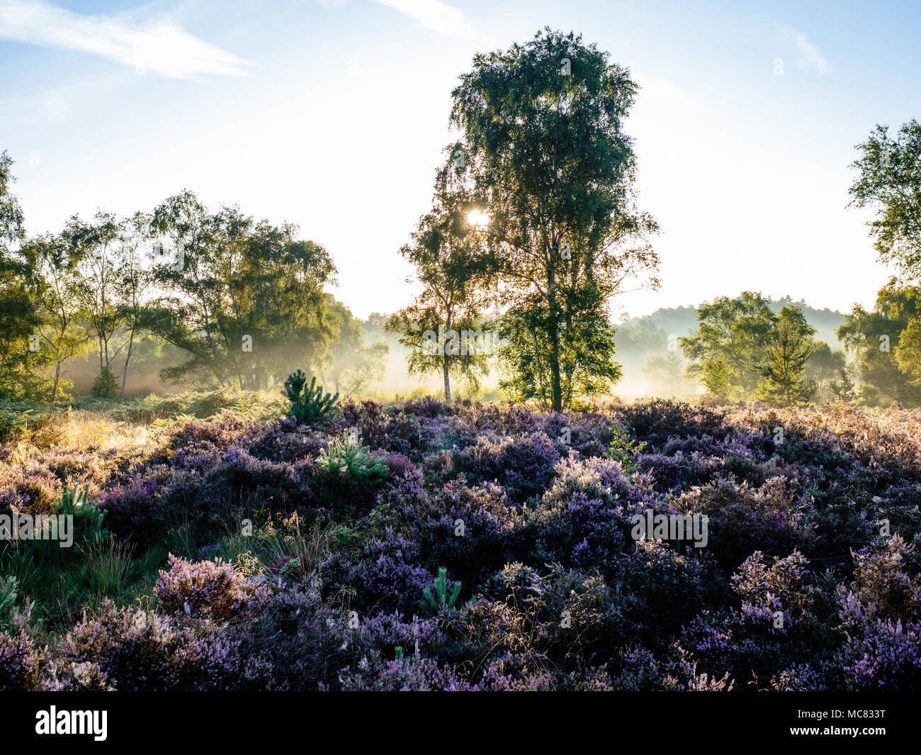 Chobham Common National Nature Reserve High Resolution Stock ...