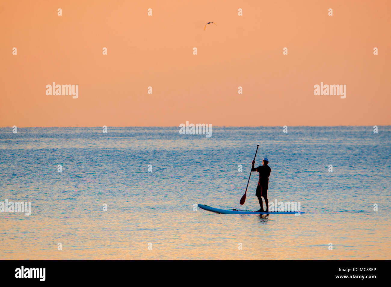A stand up paddle boarder is silhouetted against the colorful early ...