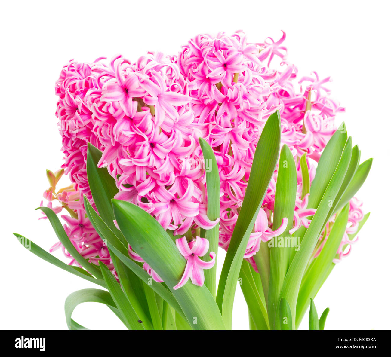 Hyacinth pink flowers close up isolated on white background Stock Photo ...